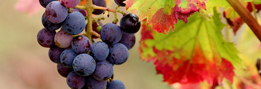 Chasselas et bien-être : Raisin dédié à la cure.